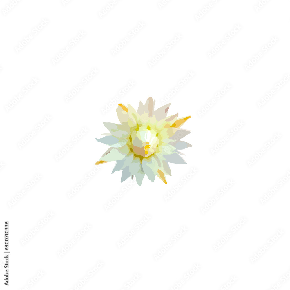 Mimusops elengi flowers or Bokul flowers on white background, vector ...