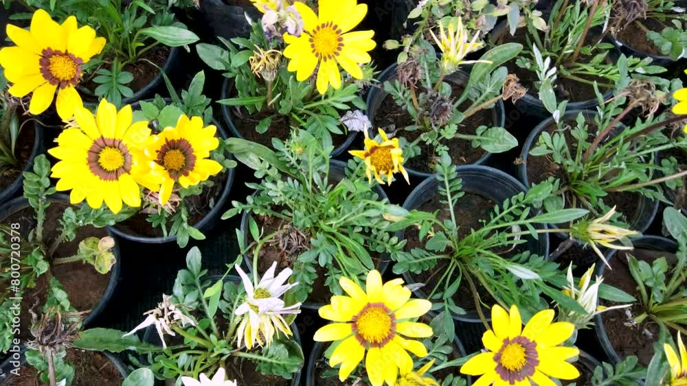 Coorg, Karnataka, India-April 15 2024; A Close up shot of Bright Yellow ...