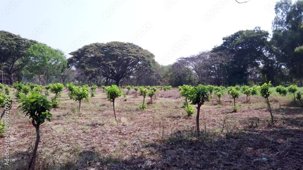 Mysuru, Karnataka, India-April 7 2024; An Over view of Mulberry plant ...