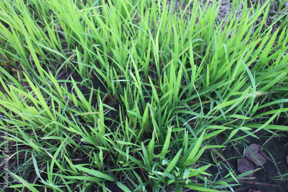 Background of a green grass. Green grass texture Green grass texture ...