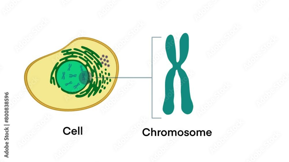 From Gene to DNA and Chromosome in cell structure, genome sequence ...