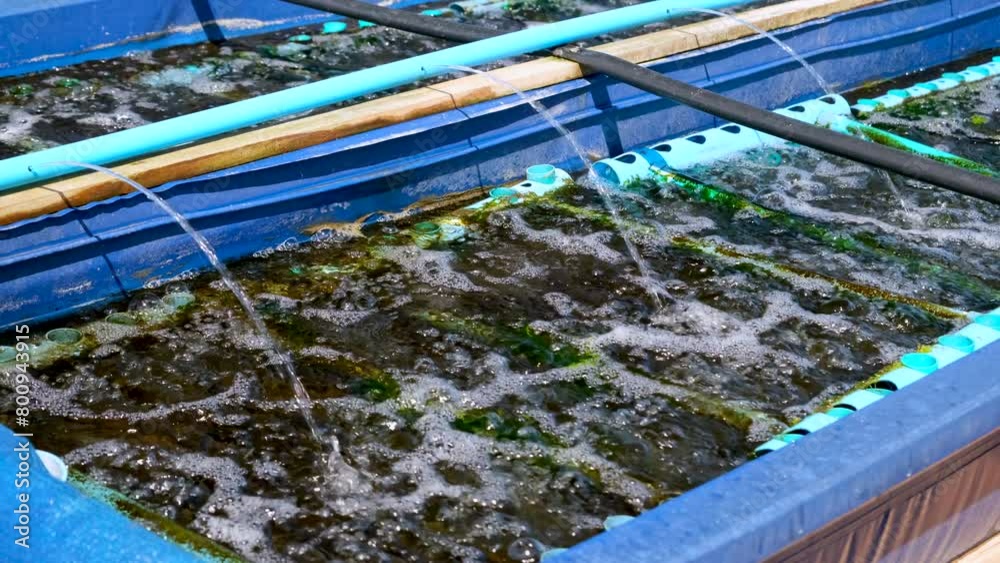 Algae growth on plastic structures of bubbling abalone tank on aquafarm ...