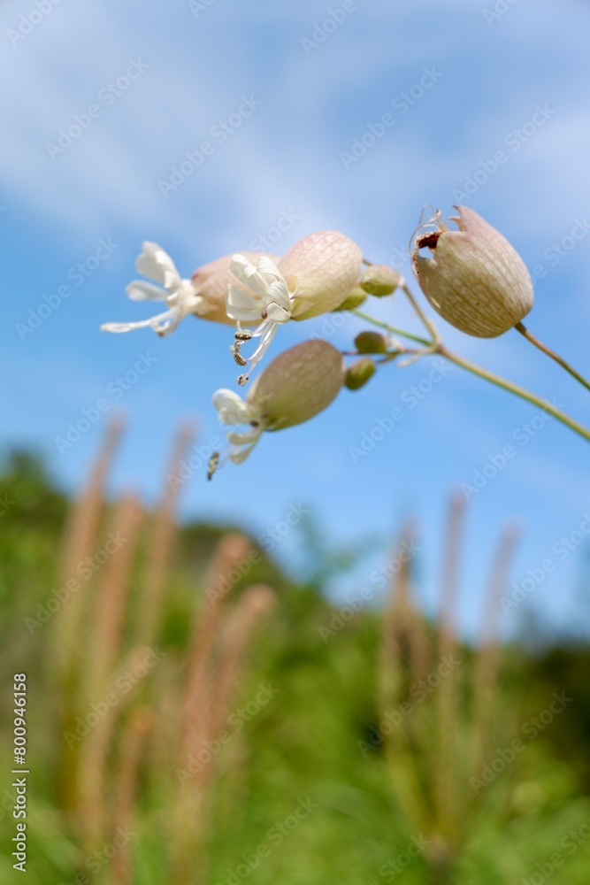 Silene vulgaris, the bladder campion or maidenstears, is a plant ...