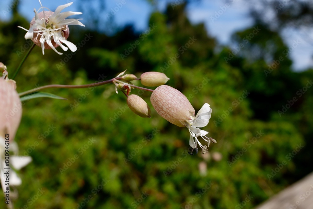 Silene vulgaris, the bladder campion or maidenstears, is a plant ...