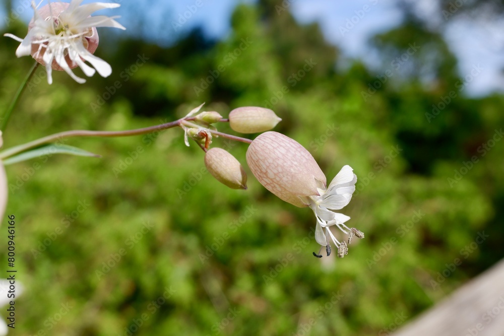 Silene vulgaris, the bladder campion or maidenstears, is a plant ...