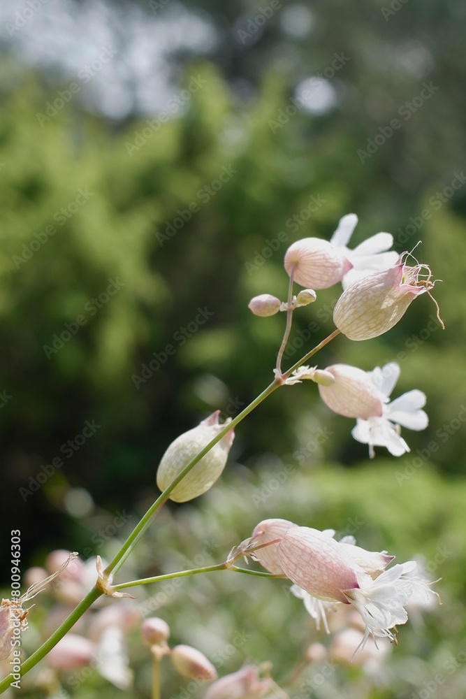 Silene vulgaris, the bladder campion or maidenstears, is a plant ...
