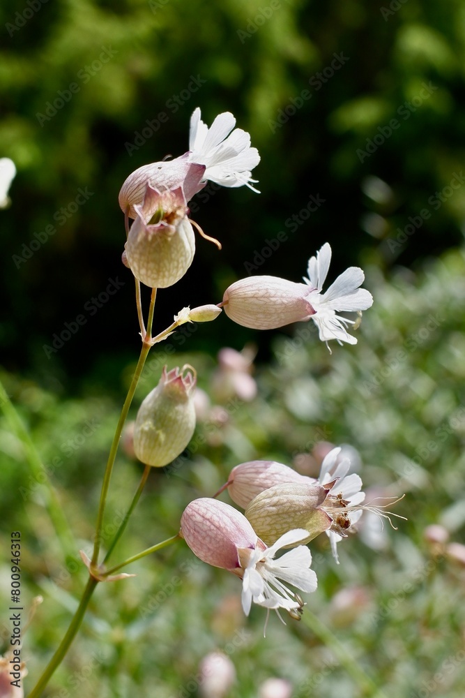 Silene vulgaris, the bladder campion or maidenstears, is a plant ...