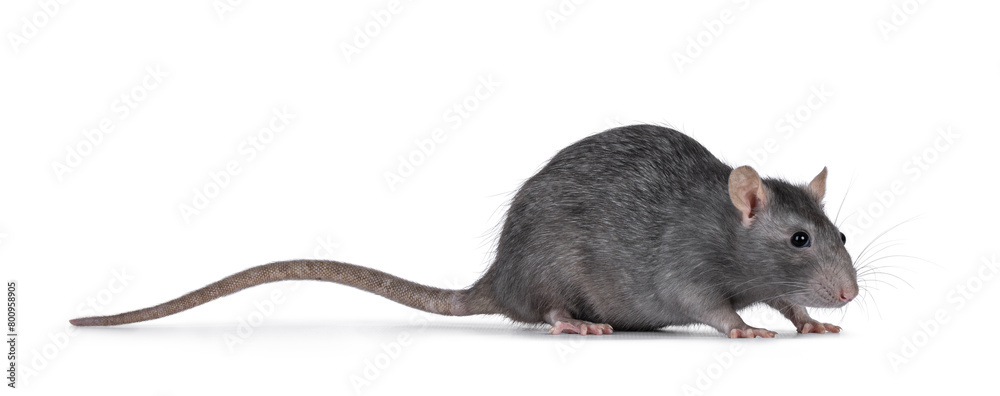 Beautiful adult rat, standing side ways. Head down looking side ways ...