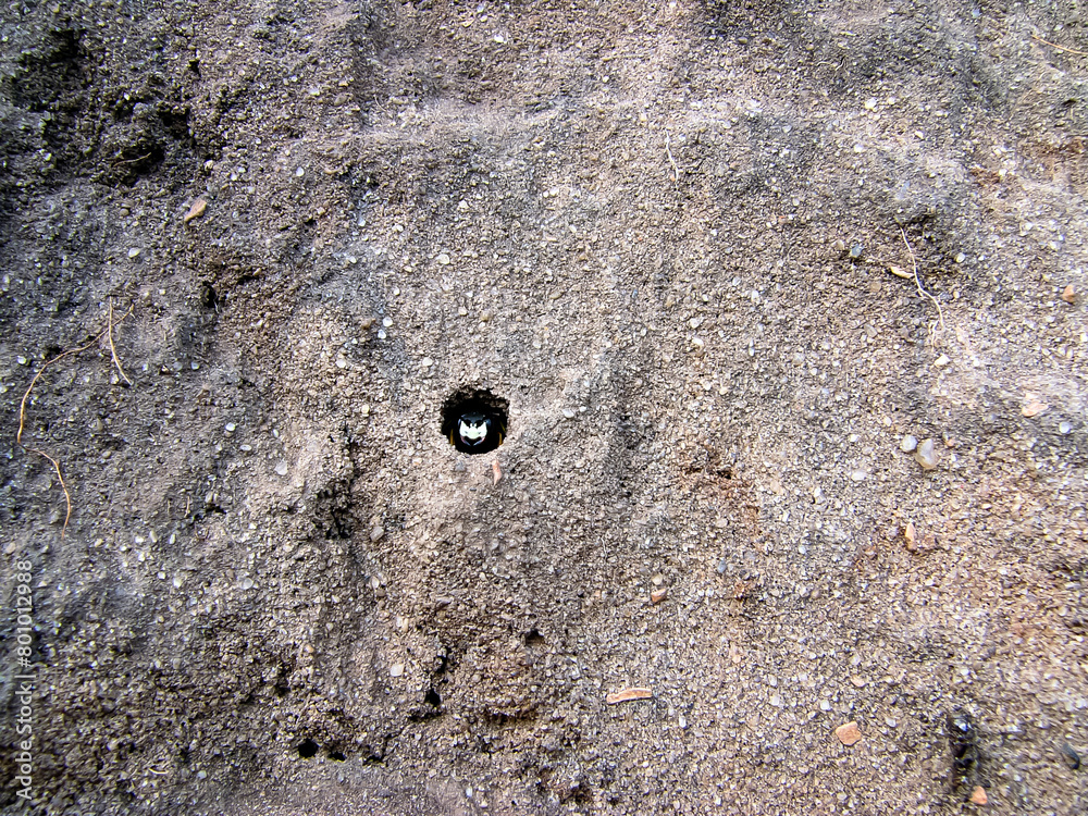 Crabronidae or Sand wasps, or burrowing wasps, or crabronids. Mink with ...