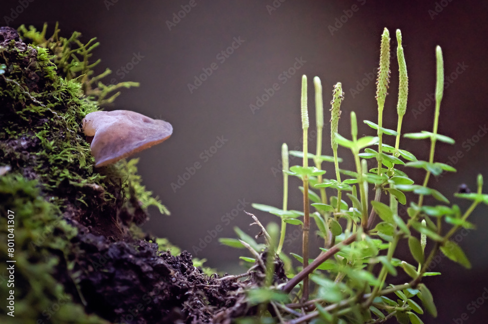 rainforest moss fungus on tree, damp moist ecosystem, micro macro close ...