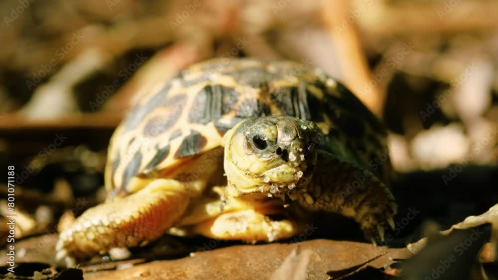 Close up of Face of a Spider tortoise (Pyxis arachnoides). Tropical ...