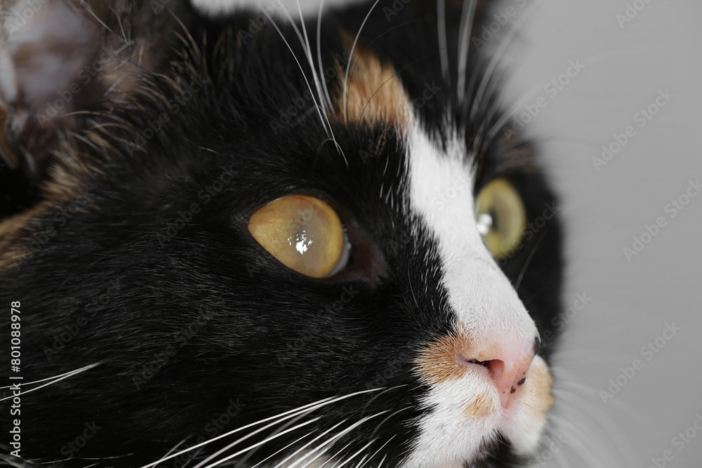 Cute cat with corneal opacity in eye on light grey background, closeup Stock Photo | Adobe Stock