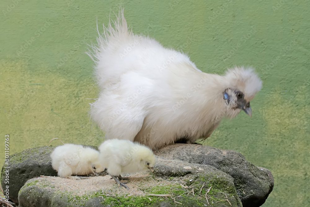 An adult female silkie chicken is looking after her newly hatched ...