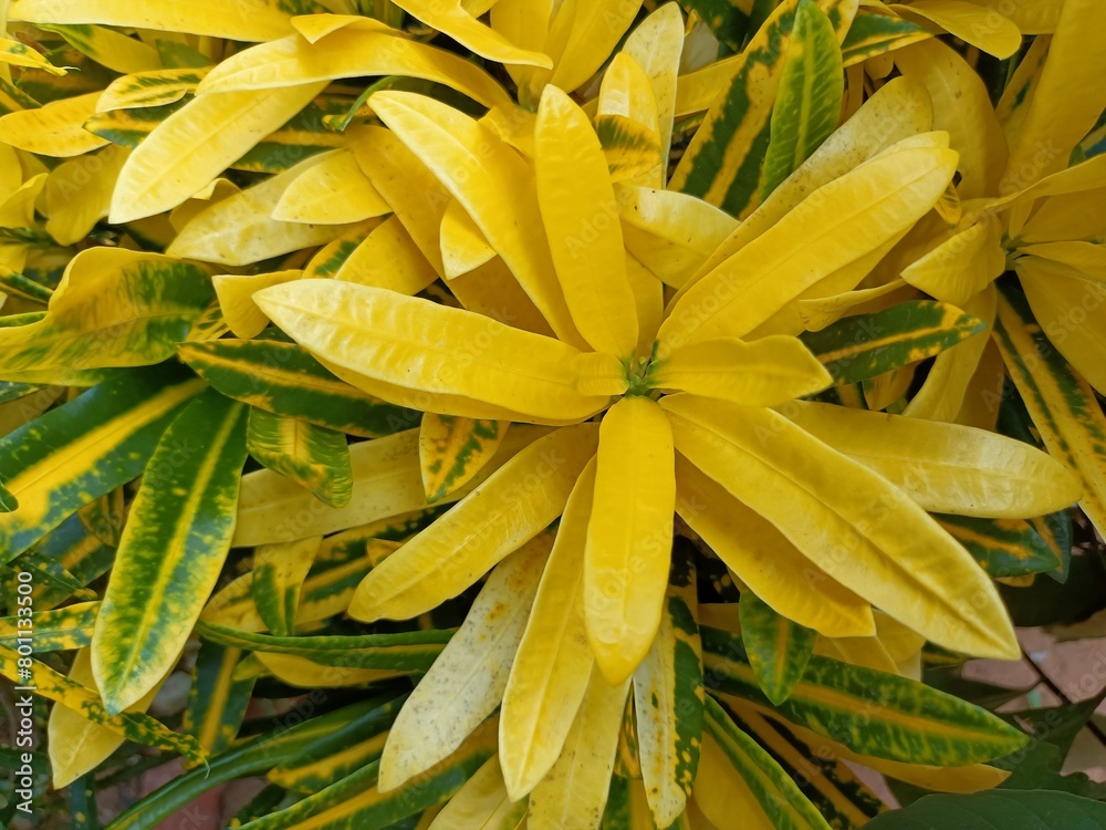 Croton is an extensive plant genus in the spurge family, Euphorbiaceae ...