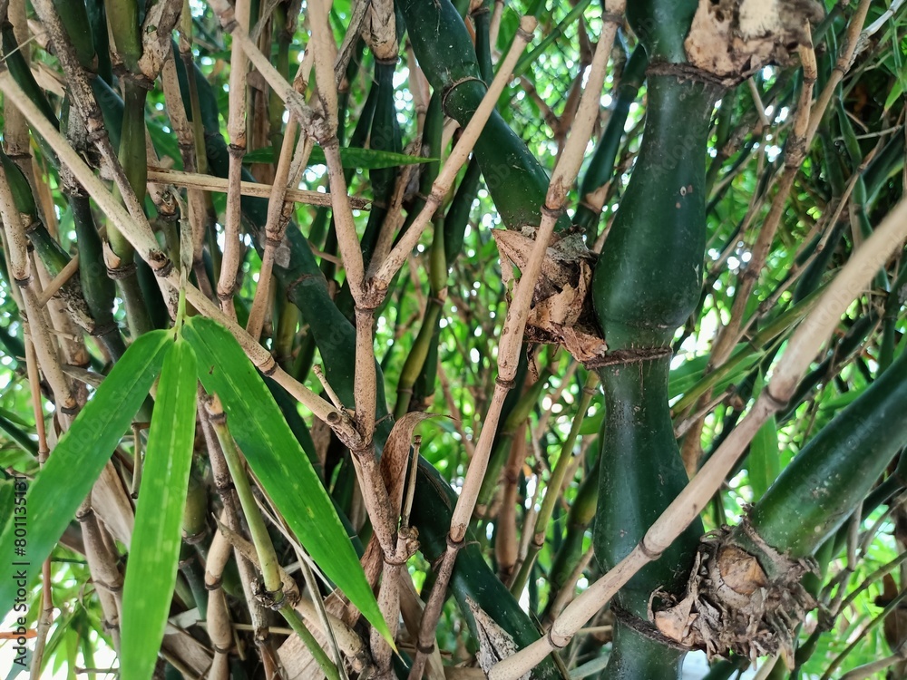 Bamboos are a diverse group of mostly evergreen perennial flowering ...