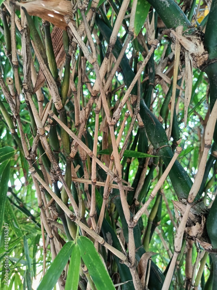 Bamboos are a diverse group of mostly evergreen perennial flowering ...
