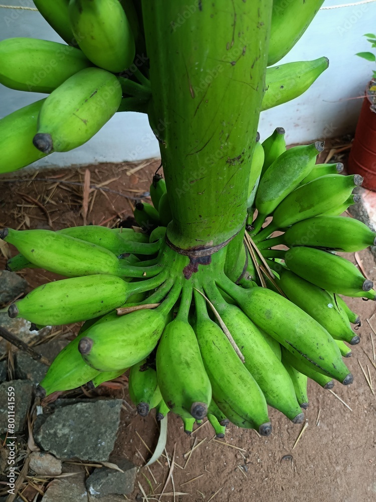 Banana, fruit of the genus Musa, one of the most important fruit crops ...