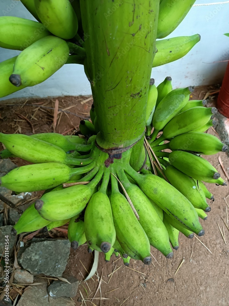 Banana, fruit of the genus Musa, one of the most important fruit crops ...