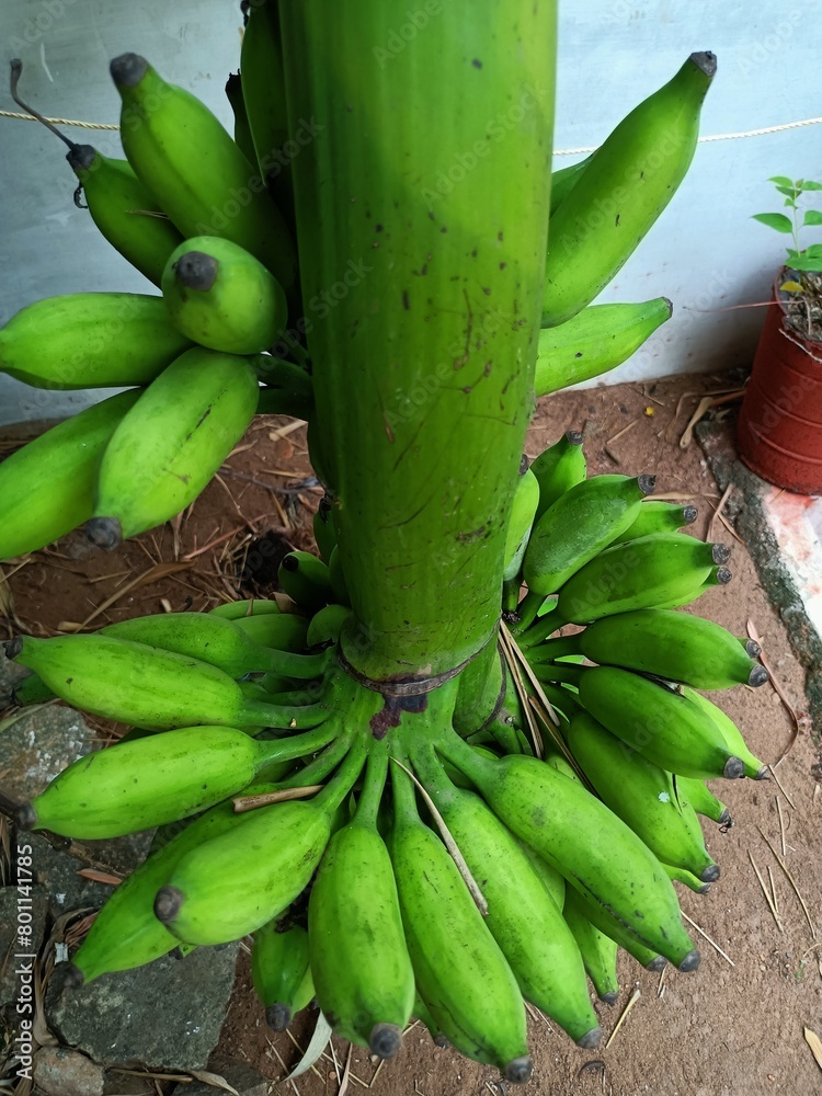 Banana, fruit of the genus Musa, one of the most important fruit crops ...