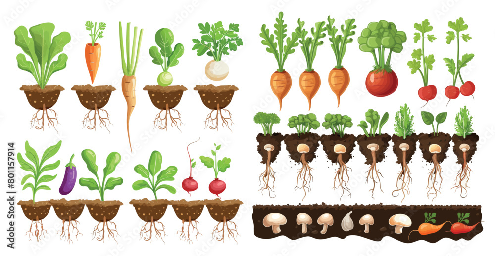 Animated cartoon roots growing vegetables, fibrous roots of vegetables ...