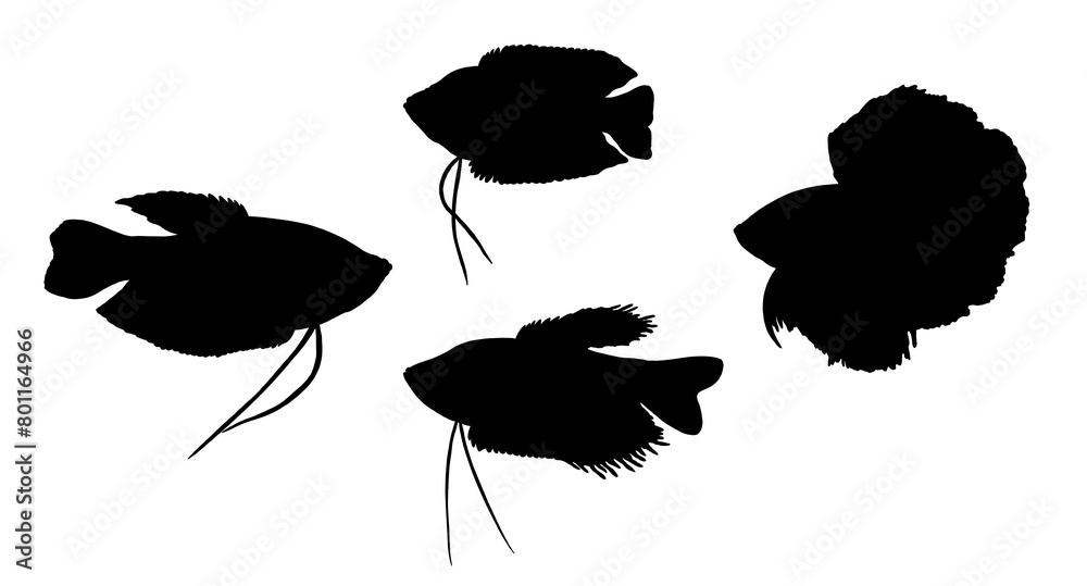 Silhouette drawing with aquarium fish. Illustration with gourami, dwarf ...