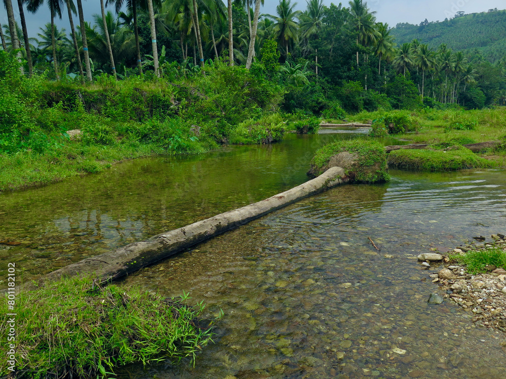 Tropical landscape with a river in the jungle. The trunk of a fallen ...
