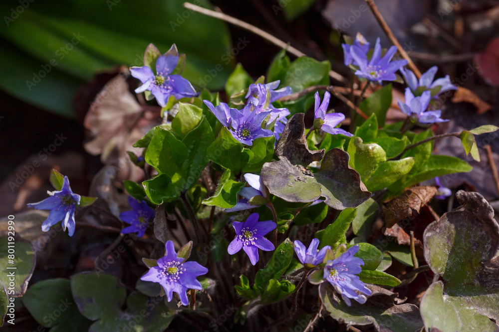 Noble liverwort , or common liverwort ( lat. Hepatica nobilis ) is a ...