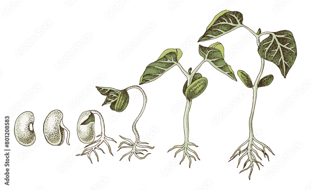 Stages of bean seed germination Stock Vector | Adobe Stock