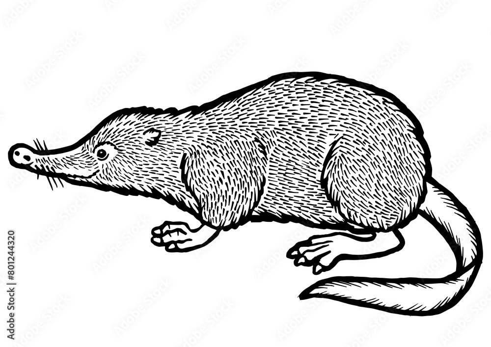 Russian desman animal sketch engraving PNG illustration. Isolated image ...