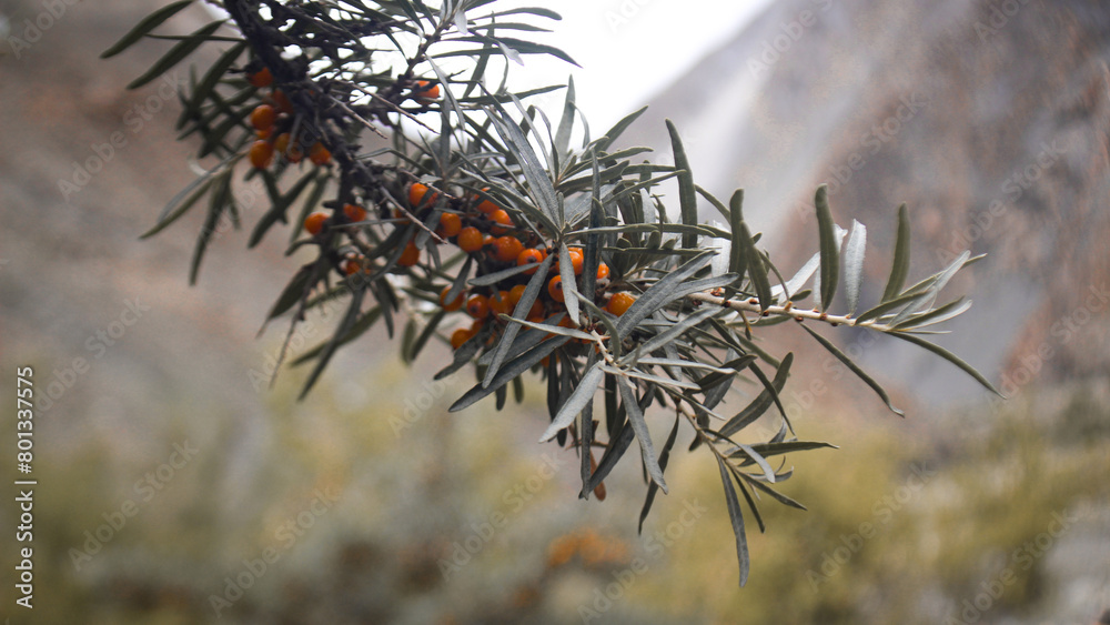 This macro photograph captures the vibrant beauty of sea buckthorn ...