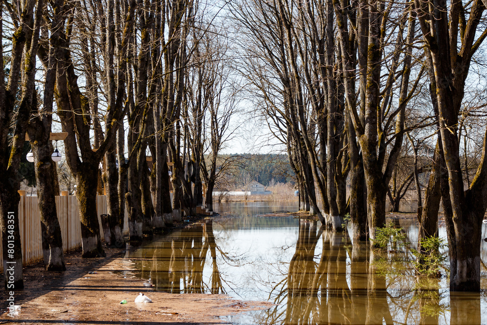 Flooded park area with a maple alley during a strong river flood ...