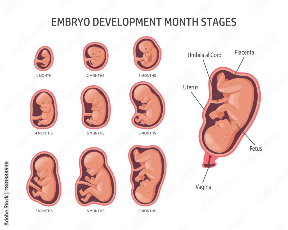 Embryo in the womb, set. Development and growth of the fetus at ...