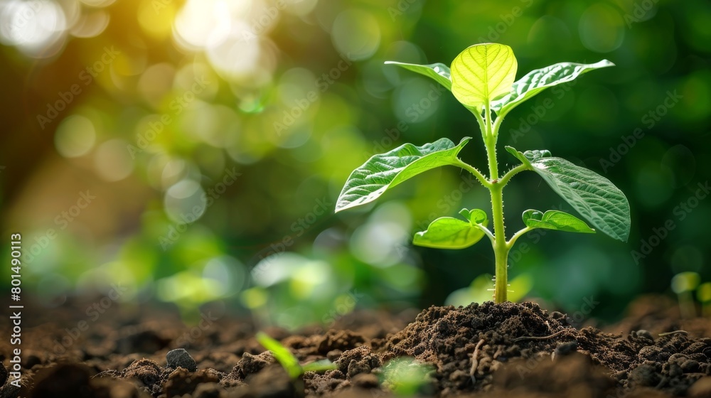 Detailed cross-section of earth illustrating plant growth stages and ...