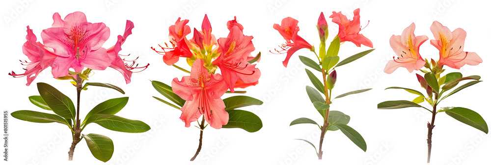 set of azaleas in bloom, isolated on transparent background Stock Photo ...