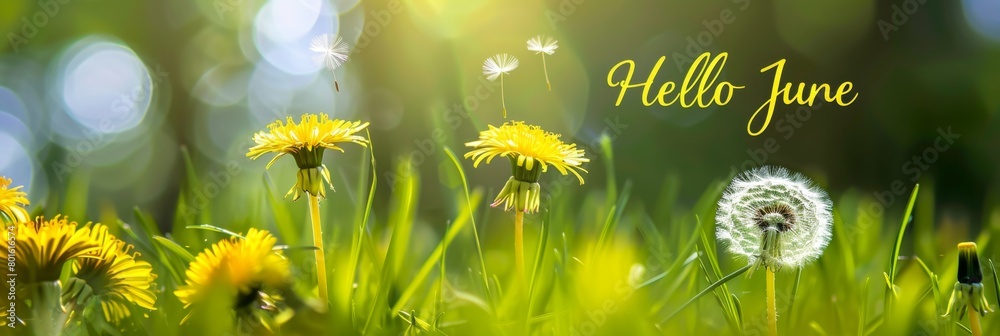 Spring dandelions on green grass, yellow flowers with text "Hello June ...
