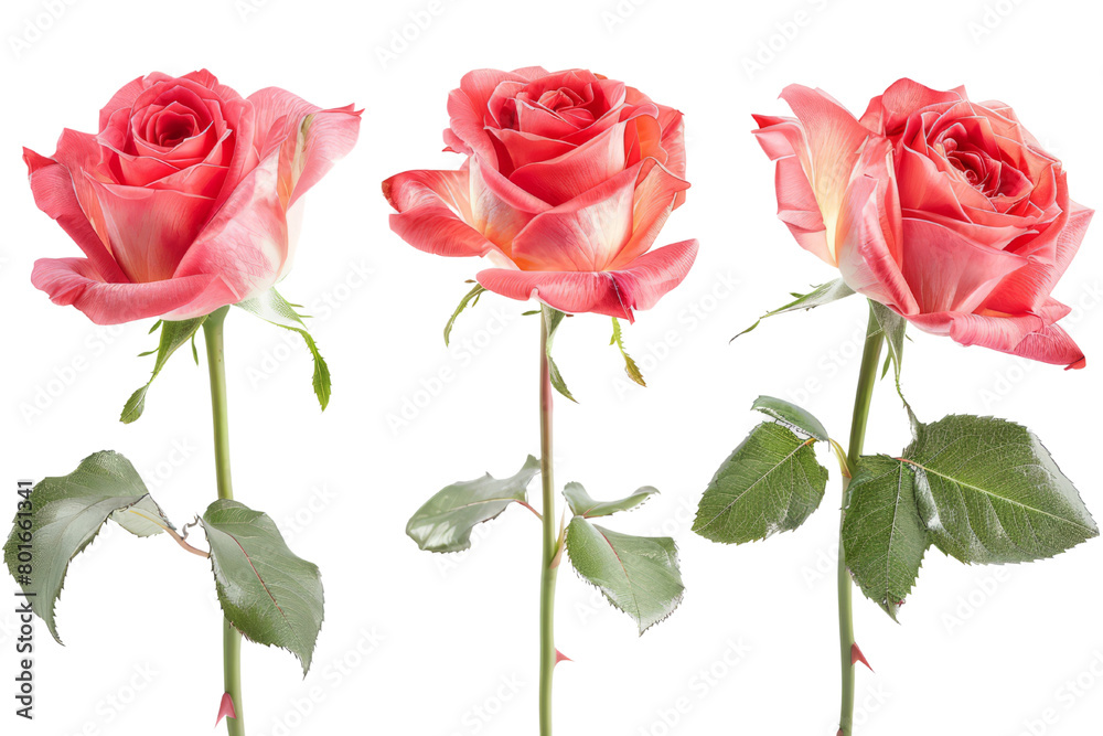 Red roses on a transparent background. Collection of red roses on a ...