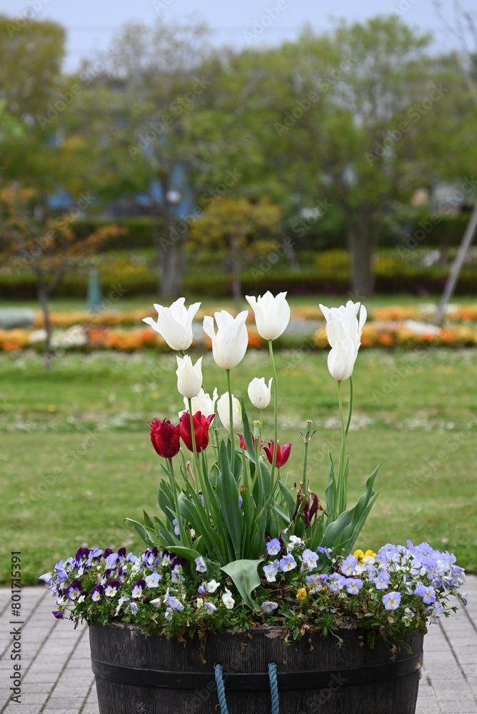 Tulip flowers in full bloom. The sight of them enduring the cold winter ...