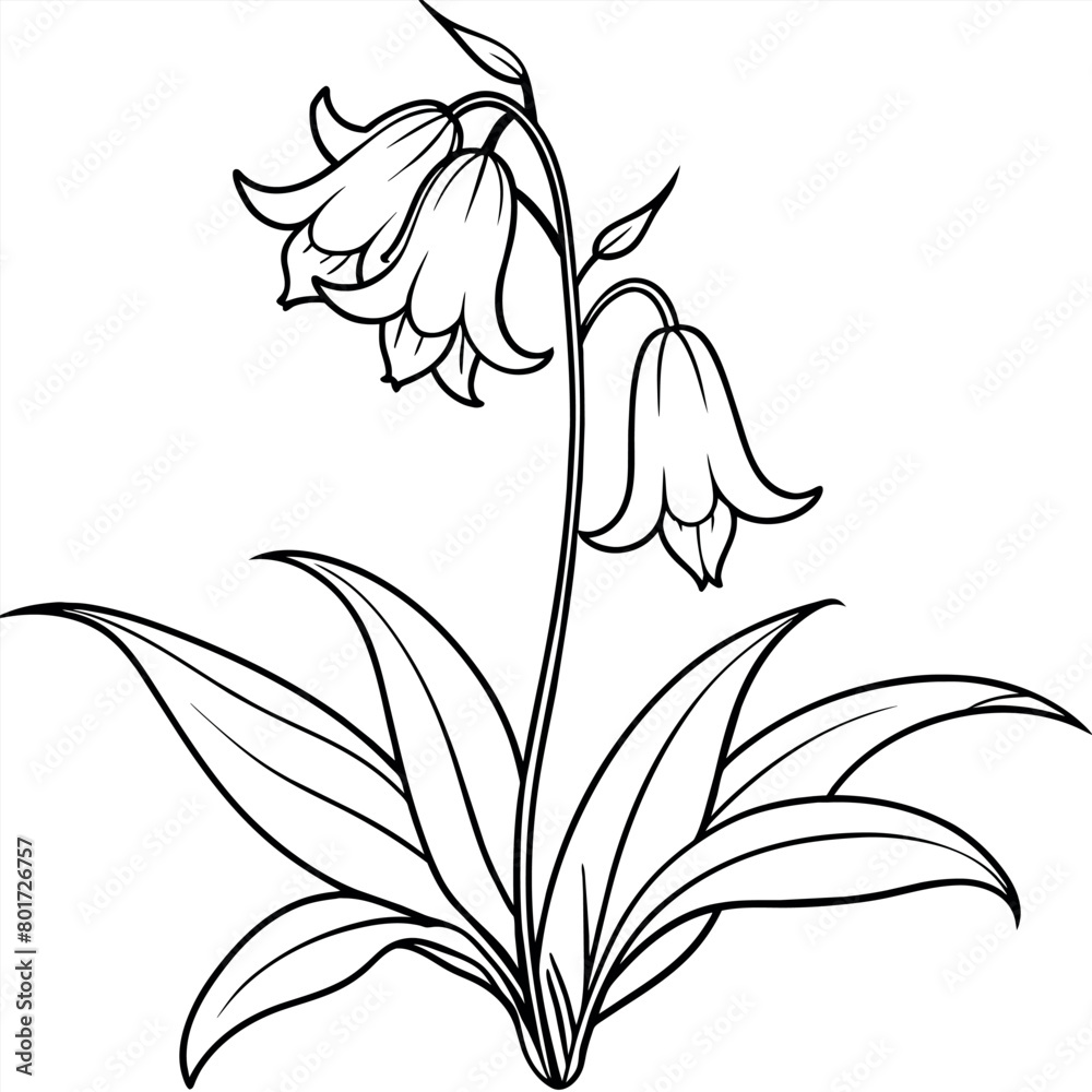 Bluebell flower plant outline illustration coloring book page design ...