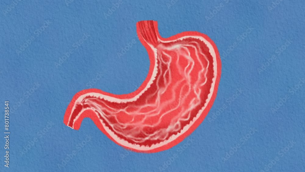 Stomach And Digestive system Background : Cute Hand Painting ...