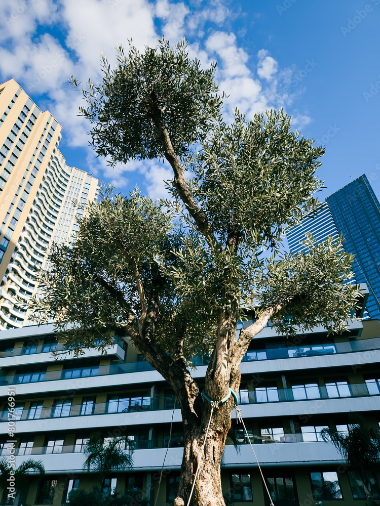 Olive oil trees in the modern city between buildings Stock Photo ...