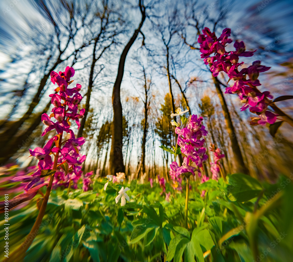 Beautiful spring scenery. First flowers blooming in the forest ...