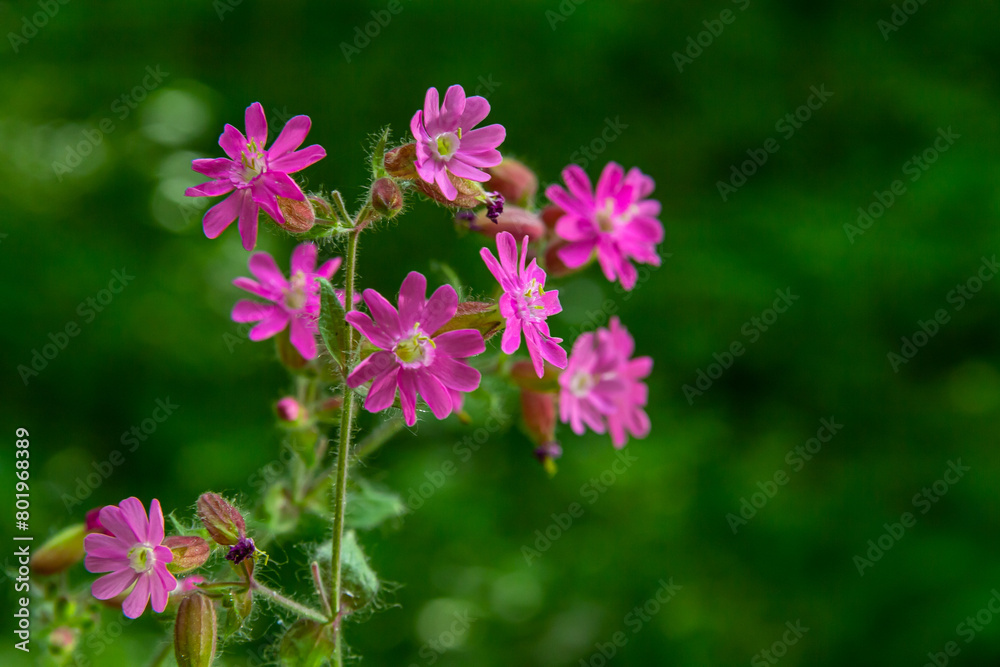 Silene dioica Melandrium rubrum, known as red campion and red catchfly ...