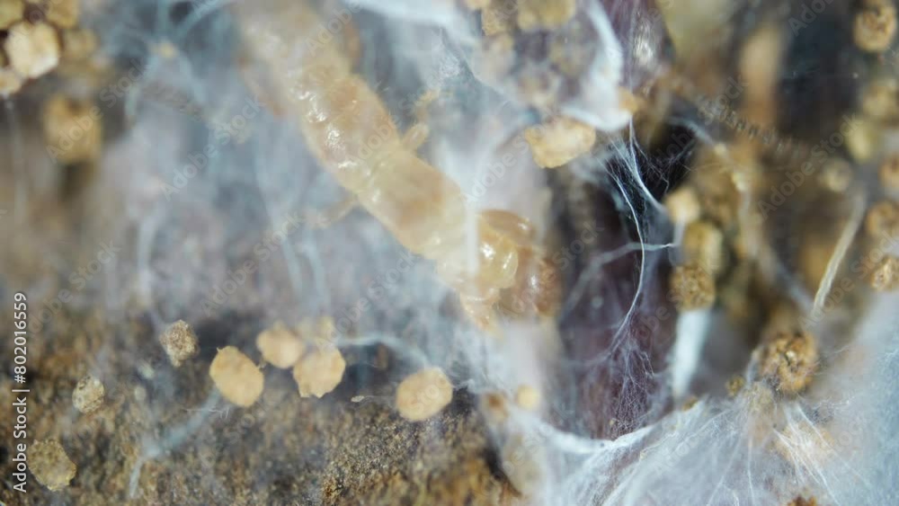 Relic insecta Embia savignyi under a microscope, family Embiidae, feed ...