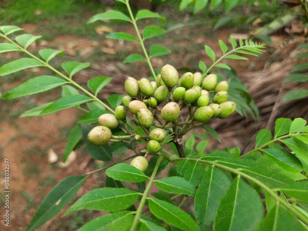 Curry tree fruits. It's other names Murraya koenigii and Bergera ...