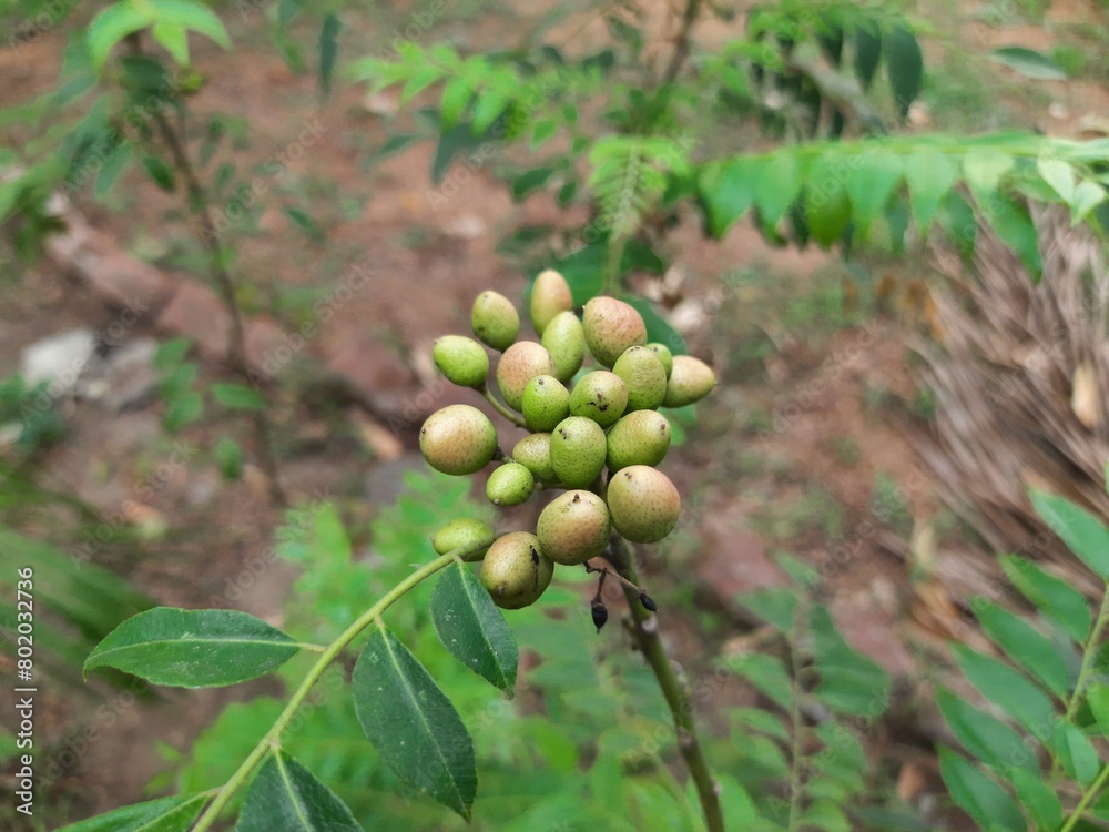 Curry tree fruits. It's other names Murraya koenigii and Bergera ...