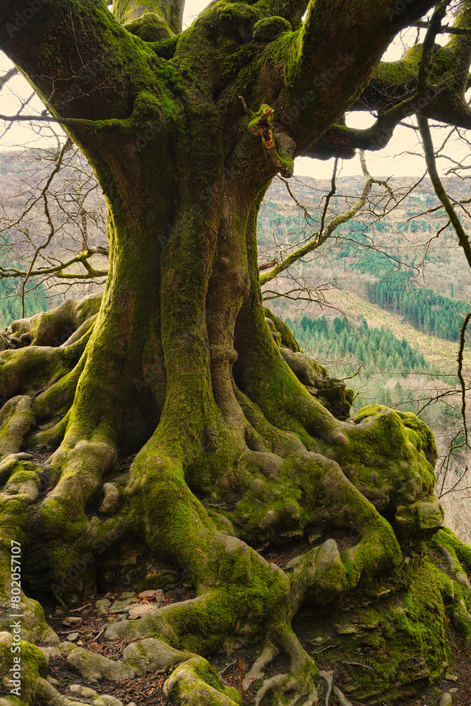 The beech (Fagus sylvatica) is a deciduous tree of the Fagaceae family ...