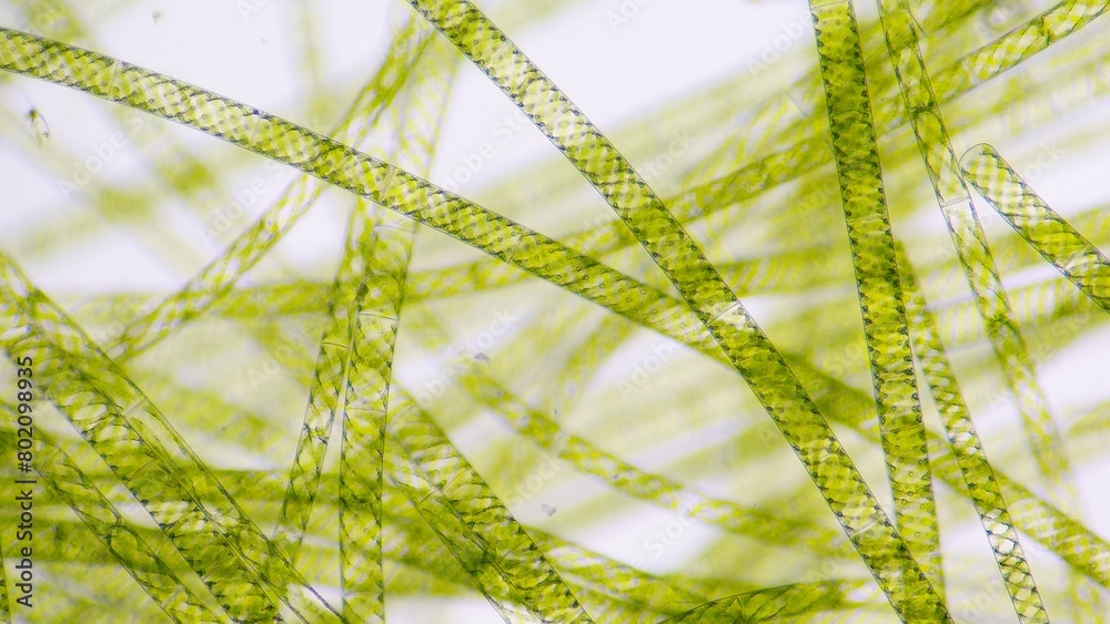 Spirogyra, a filamentous freshwater green algae with spiral arrangement ...