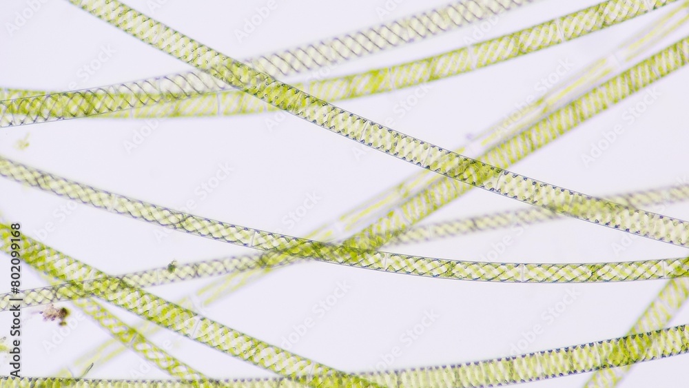 Spirogyra, a filamentous freshwater green algae with spiral arrangement ...