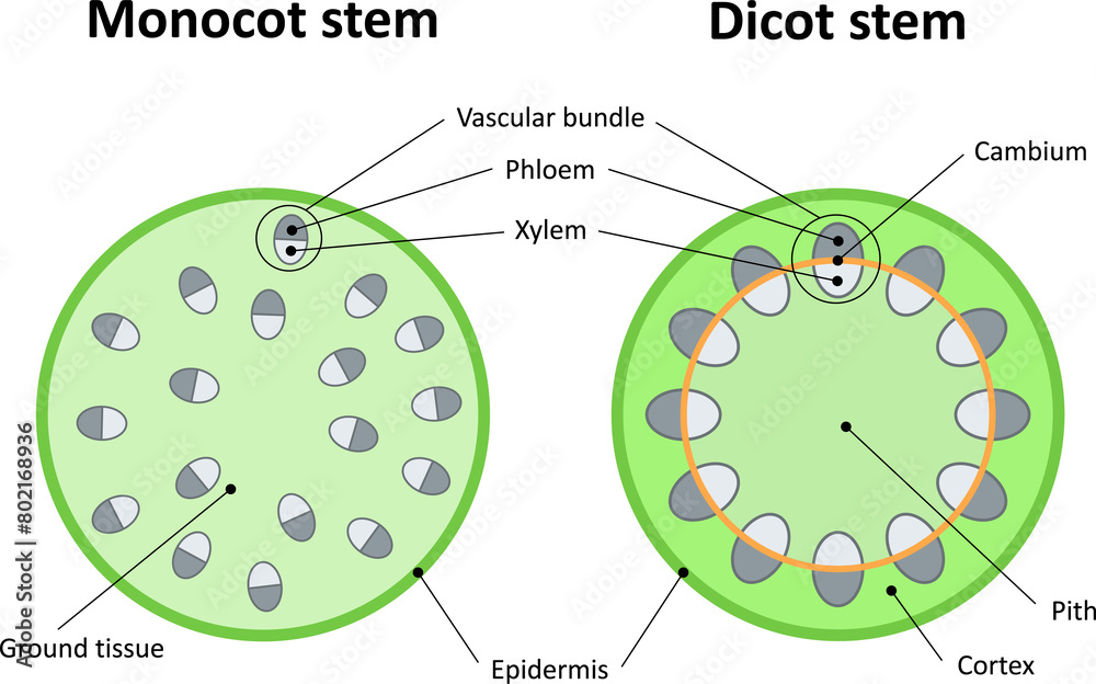 Monocot stem and dicot stem. Diagram. Stock Illustration | Adobe Stock