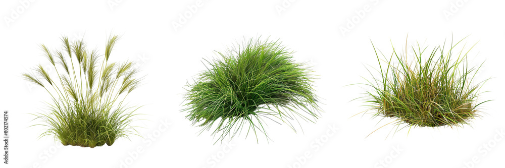 Set of tussock of grass on a transparent background Stock Photo | Adobe ...